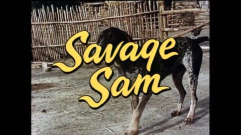 Dog Movies: Everything You Need to Know - NFI