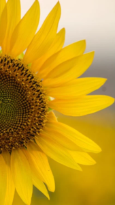 Flower Photography - Everything You Need to Know - NFI